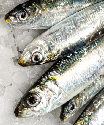 home-fr - kingpelagique